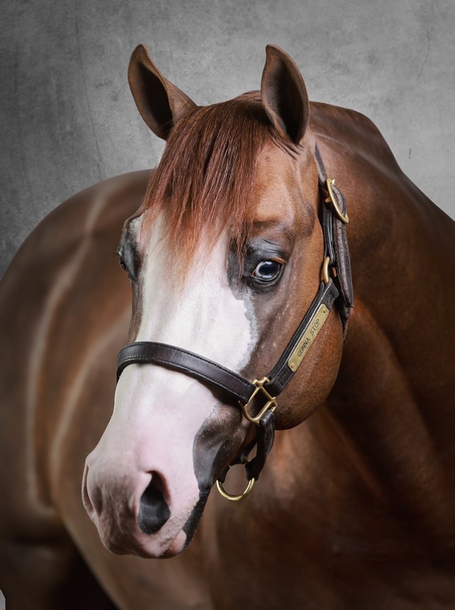 GUNNA STOP - Orlandini Equine