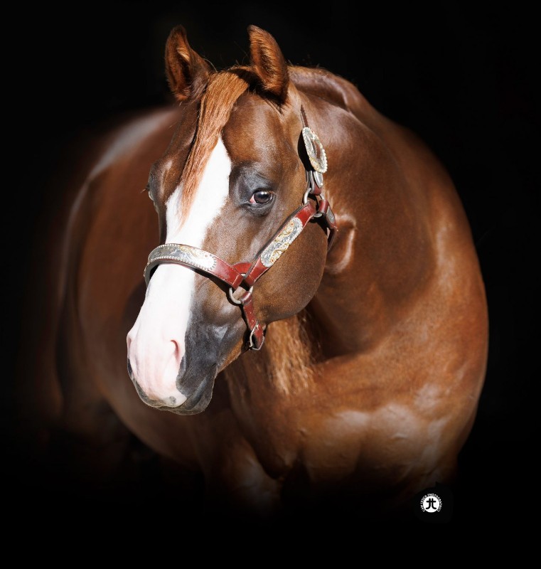 TEN THIRTY - Orlandini Equine