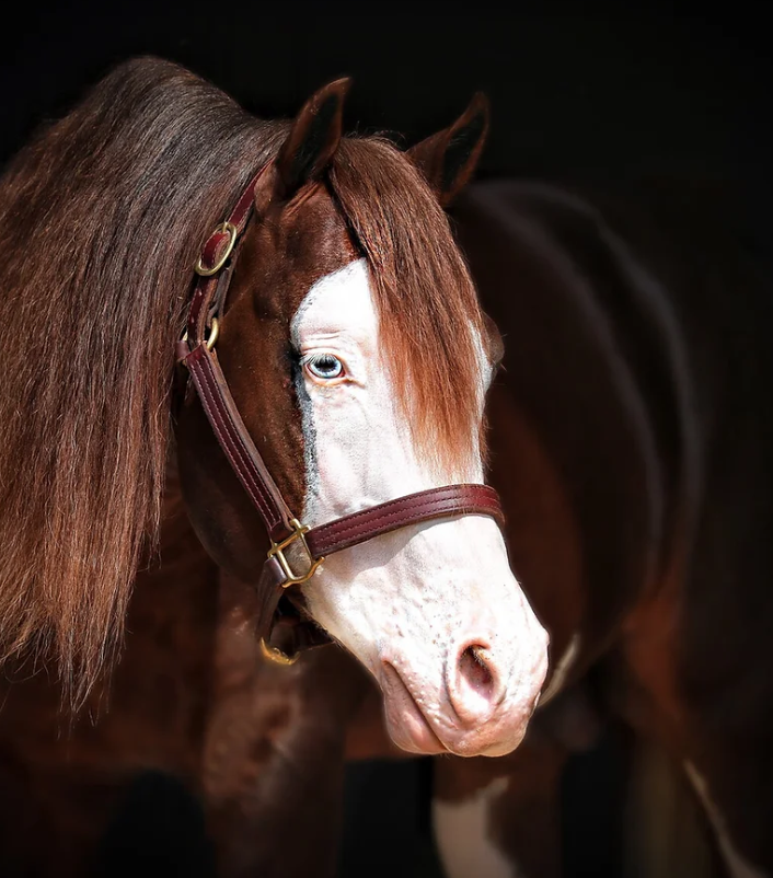 INFERNO 66 - Orlandini Equine