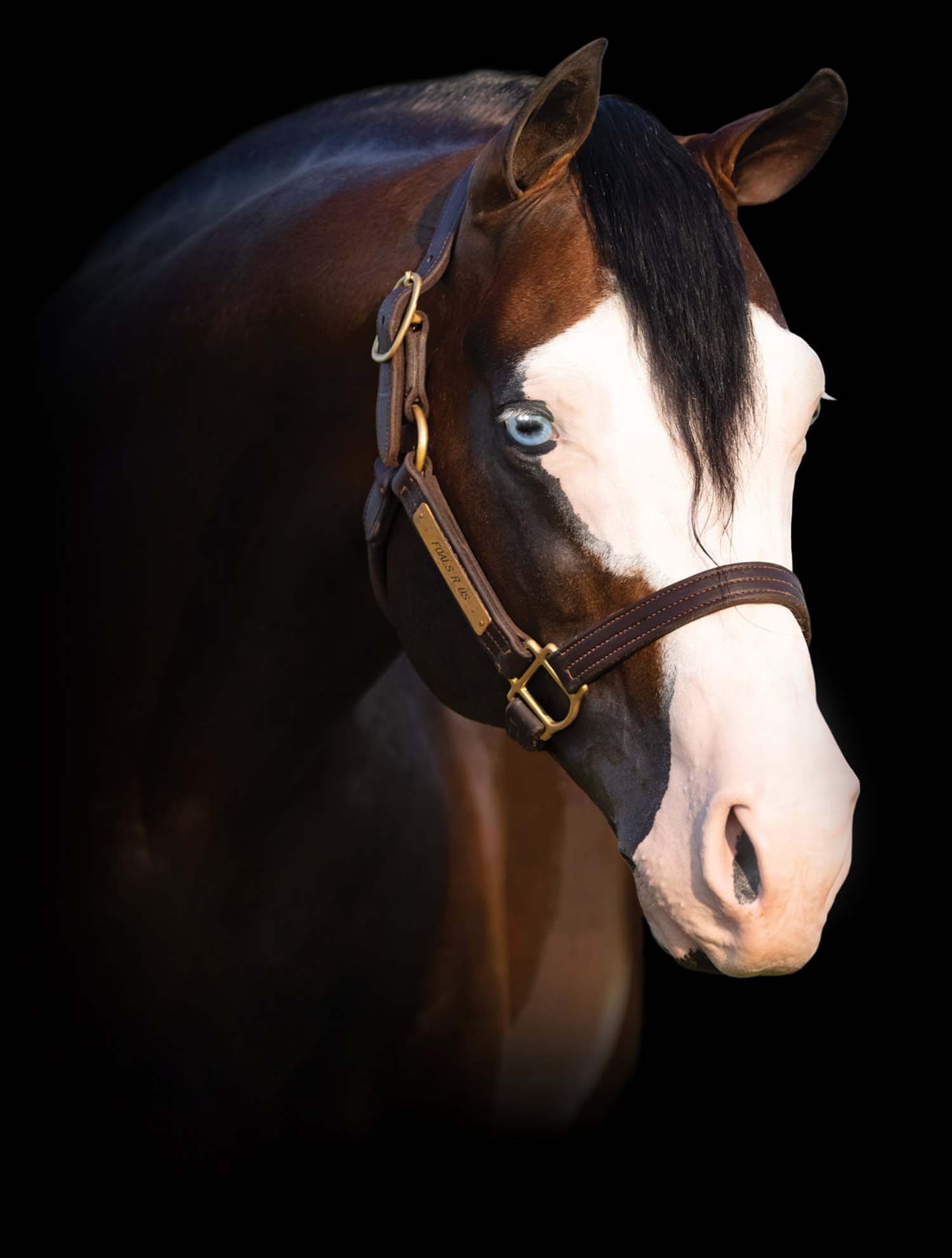 TRICKED OUT SPOOK - Orlandini Equine