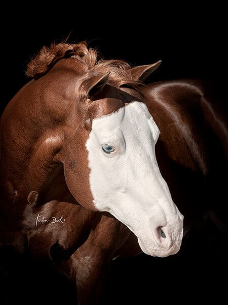 COLONELS SMOKING GUN [GUNNER] - Orlandini Equine