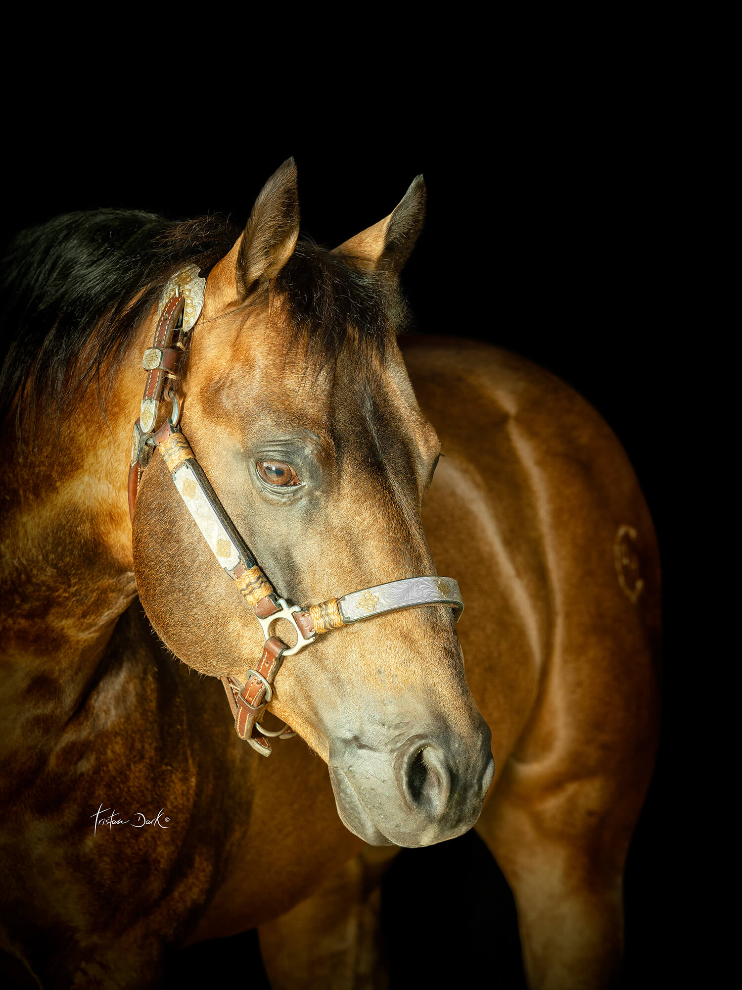 Shiney Outlaw - Orlandini Equine