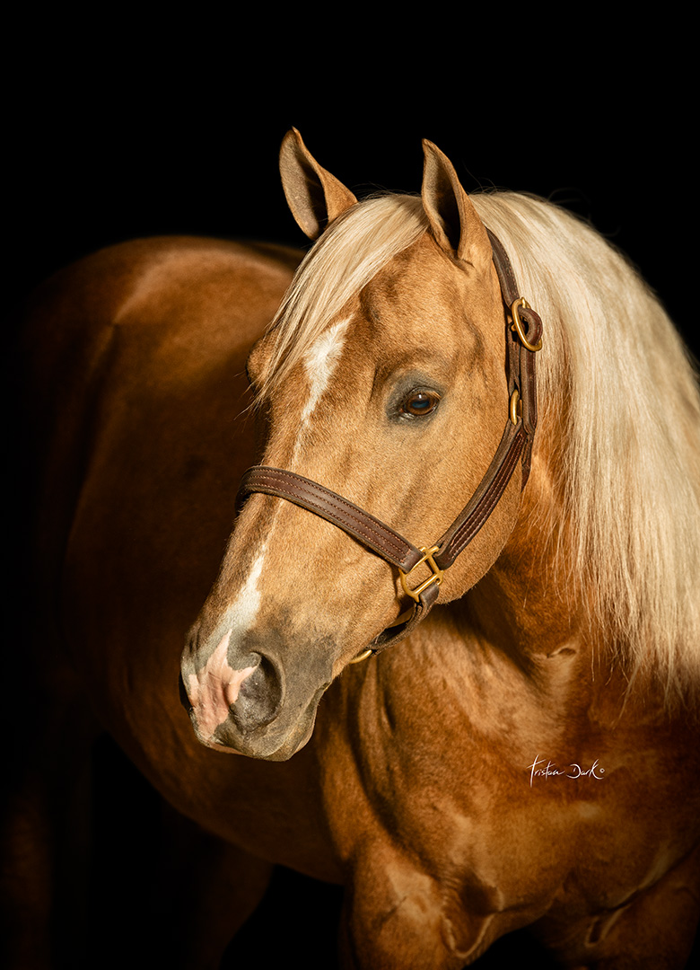 Sugar Little Step - Orlandini Equine