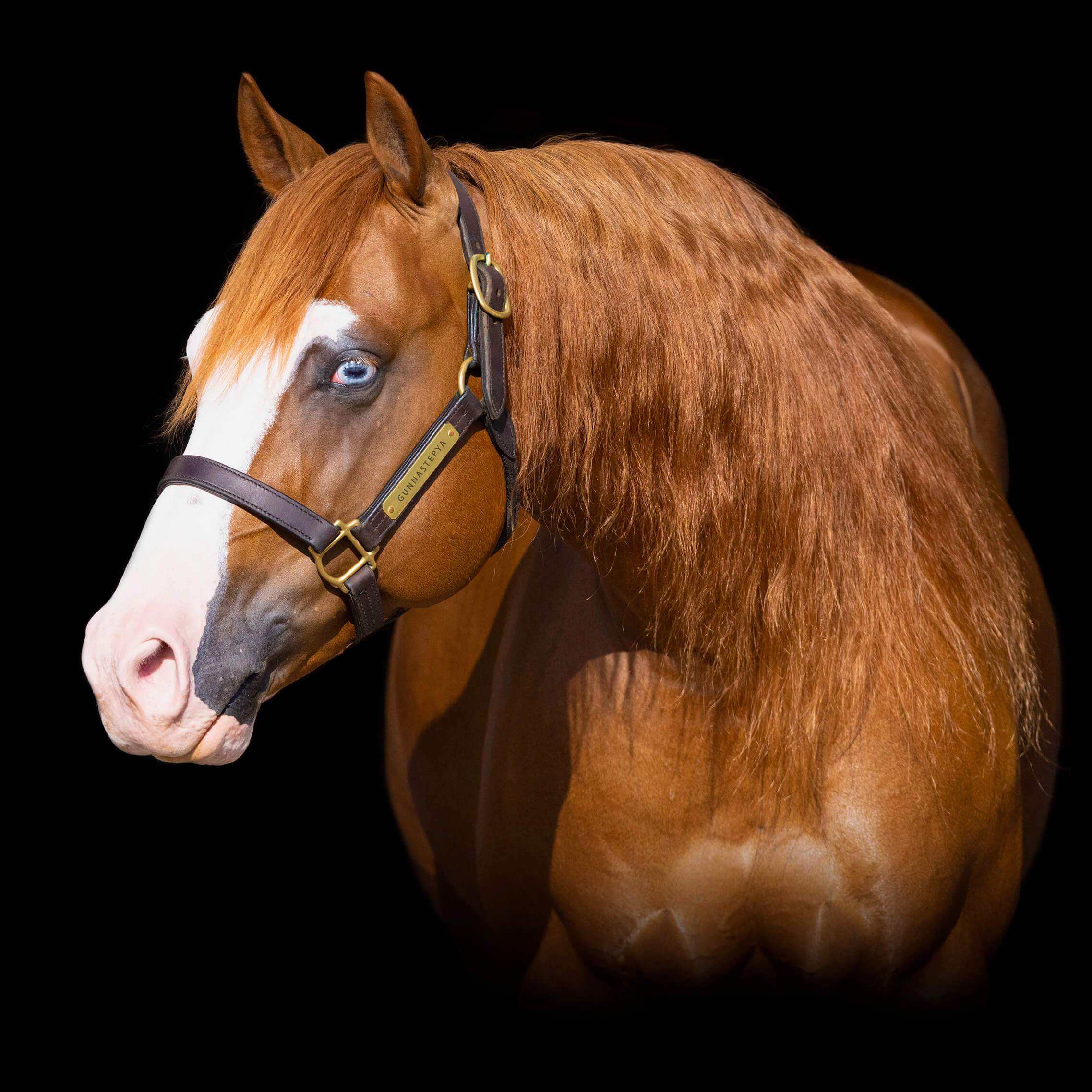 Gunnastepya - Orlandini Equine