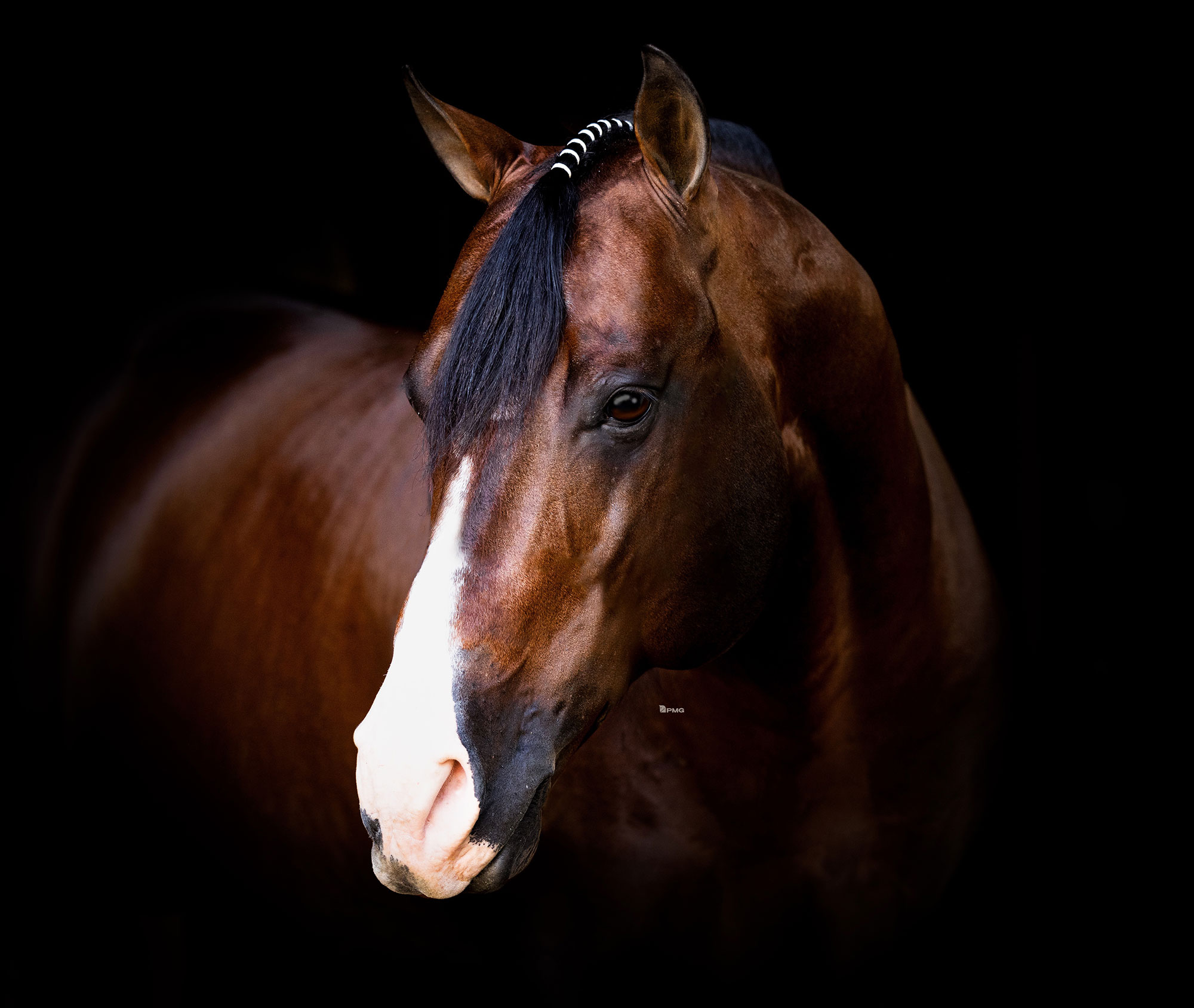 Smoking Trash - Orlandini Equine